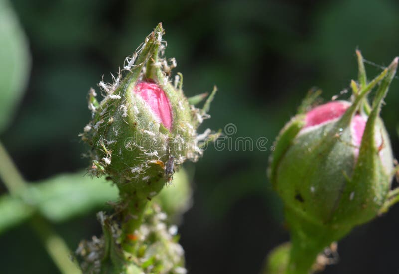 Aphids (macrosiphum Rosae) on a Rose Stock Image - Image of rosae ...