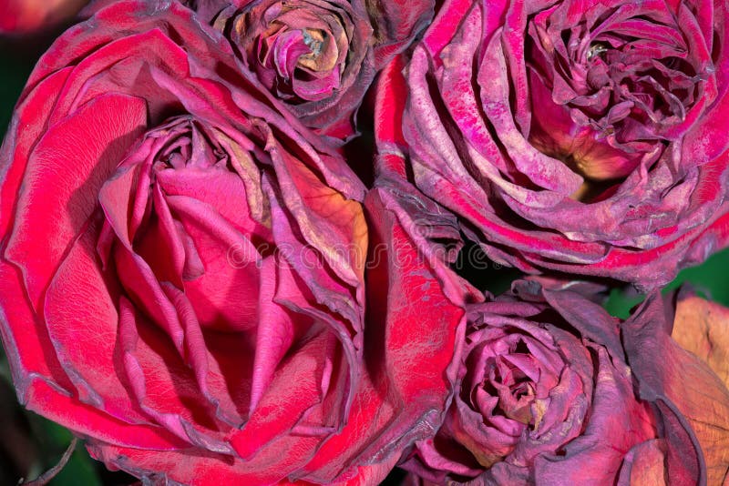 Foto Stock e immagini a tema Rose Appassite - Scarica 585 foto