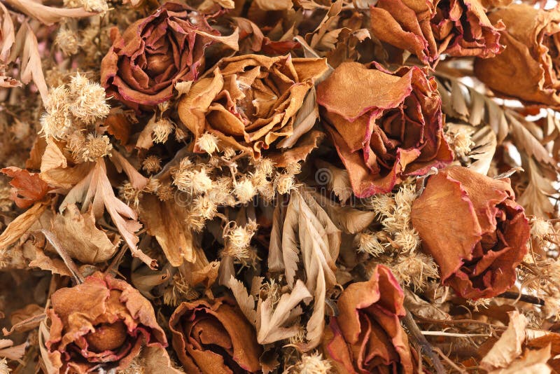 Rose appassite secche fotografia stock. Immagine di deplori - 28263992