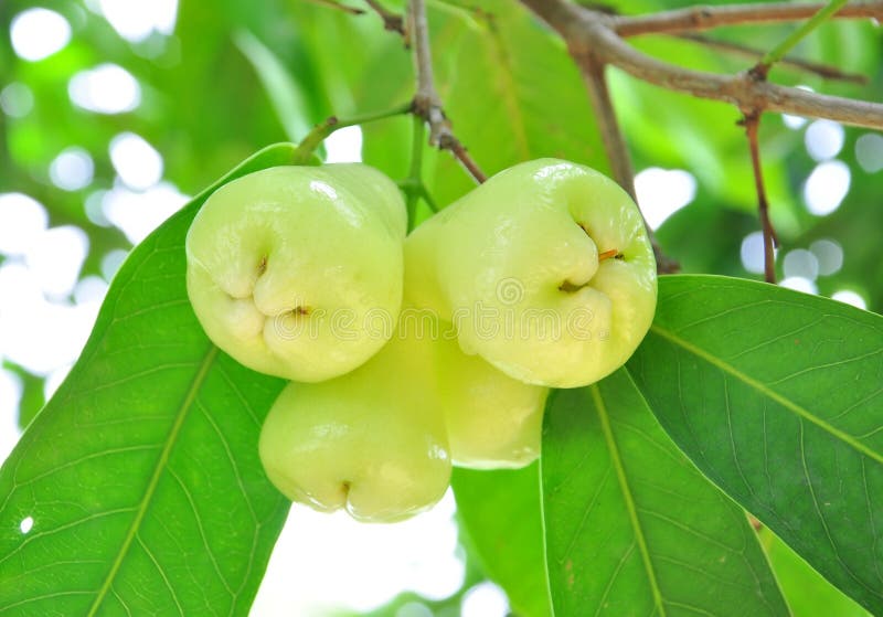 Rose apple stock photo. Image of crisp, apple, health - 25796532