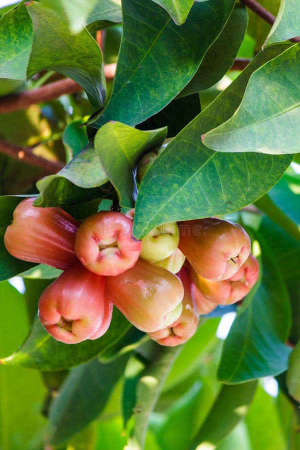 Rose-apple stock photo. Image of refreshing, garden, apple - 29106238