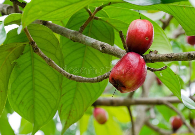 Rose apple stock photo. Image of tropical, natural, branch - 29217394