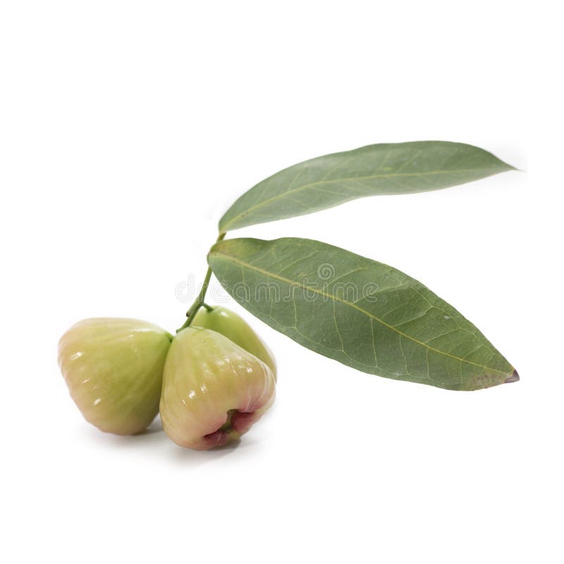 Red Rose Apple or Bell Fruit on White Background Stock Image - Image of ...