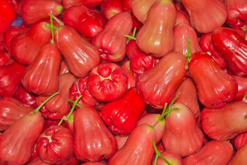 Rose Apple or chomphu stock photo. Image of love, fruit - 23882972