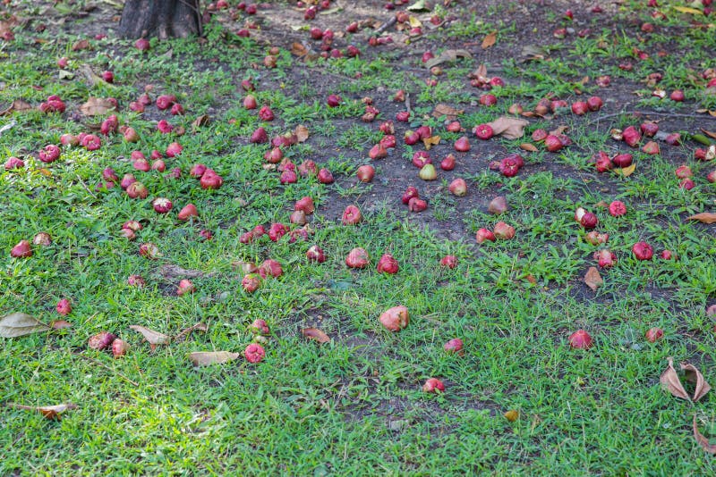 Rose Apple Fruit Fall on the Ground Stock Photo - Image of branch ...