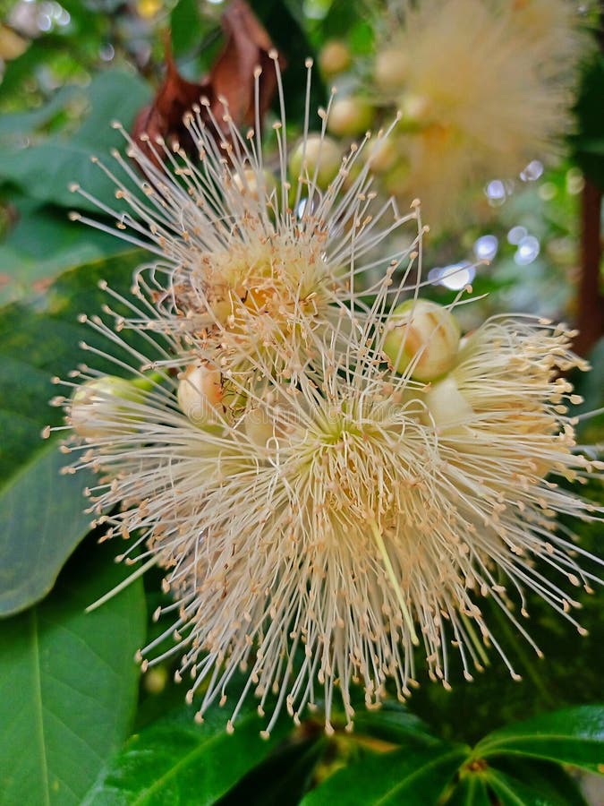 Rose apple flower backyard stock image. Image of yard - 200516425
