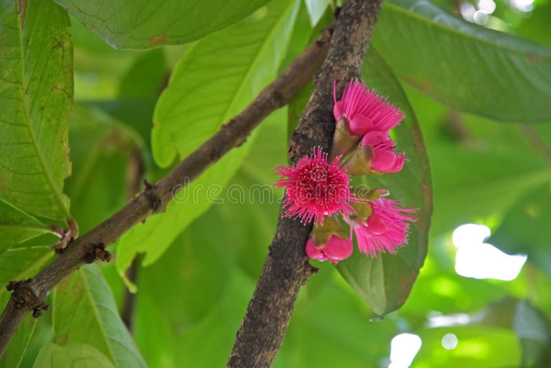 Rose apple stock image. Image of flora, petal, spring - 95377307