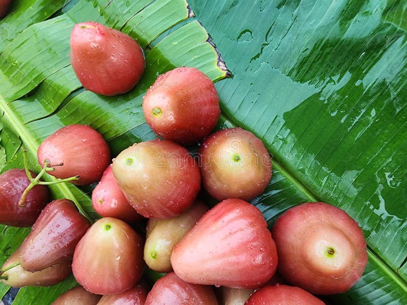 Rose Apple, Fresh Fruit on Banana Leaf Stock Image - Image of plant ...