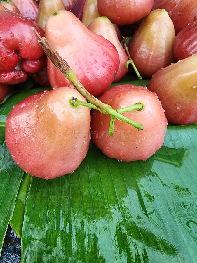 Rose Apple, Fresh Fruit on Banana Leaf Stock Photo - Image of food ...