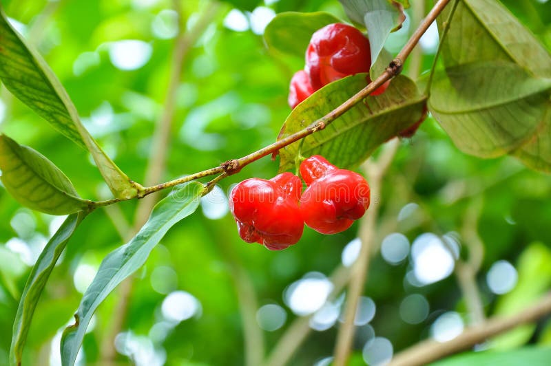 Rose apple stock image. Image of sweet, food, java, leaf - 32201115