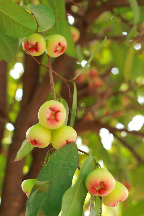 Rose Apple Fruit from Thailand Stock Image - Image of health, natural ...