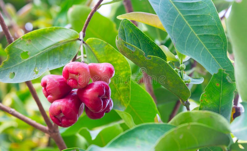 Rose Apple on tree. stock photo. Image of java, bunch - 169189834
