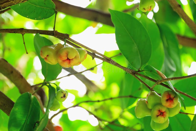 Rose apple stock image. Image of bubbly, nutrition, food - 94054609