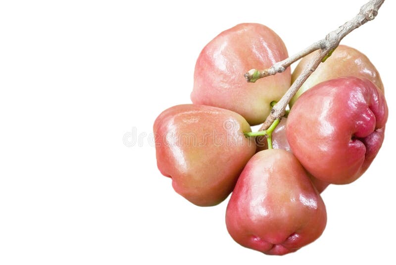 Rose apple stock image. Image of beautiful, food, fresh - 57599147