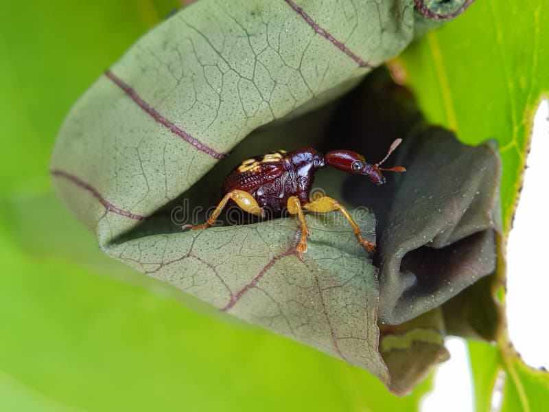 The Apple Weevil Sits on an Apple Tree Branch. Stock Photo - Image of ...