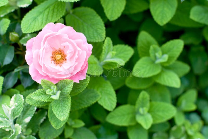 Rose and apple mint stock photo. Image of pink, nature - 23734410