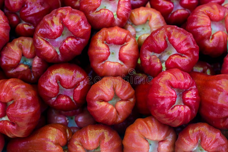Rose Apple, the Most Popular Fruit in Thailand and Asia Stock Image ...