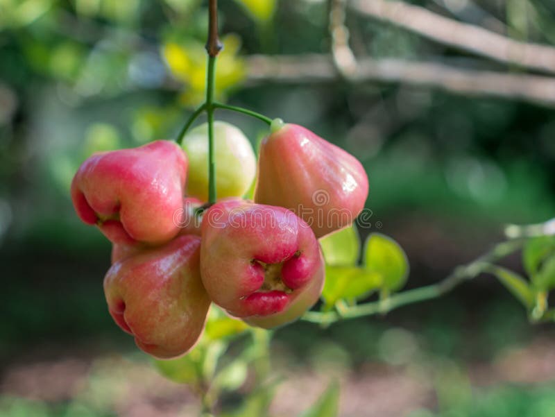 Rose Apple on a Natural Tree Stock Photo - Image of food, malabar ...