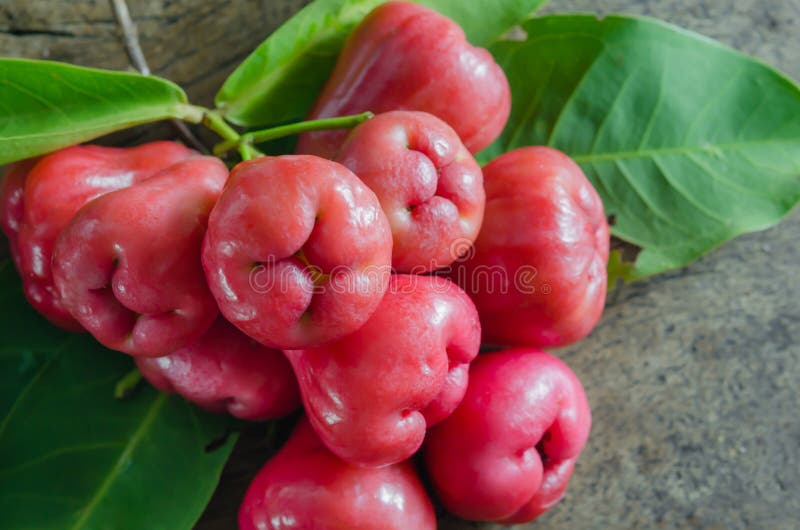 Rose apple stock photo. Image of wooden, green, healthy - 50900106