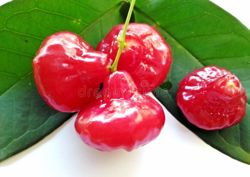 Rose apple from Thailand stock photo. Image of natural - 68733936