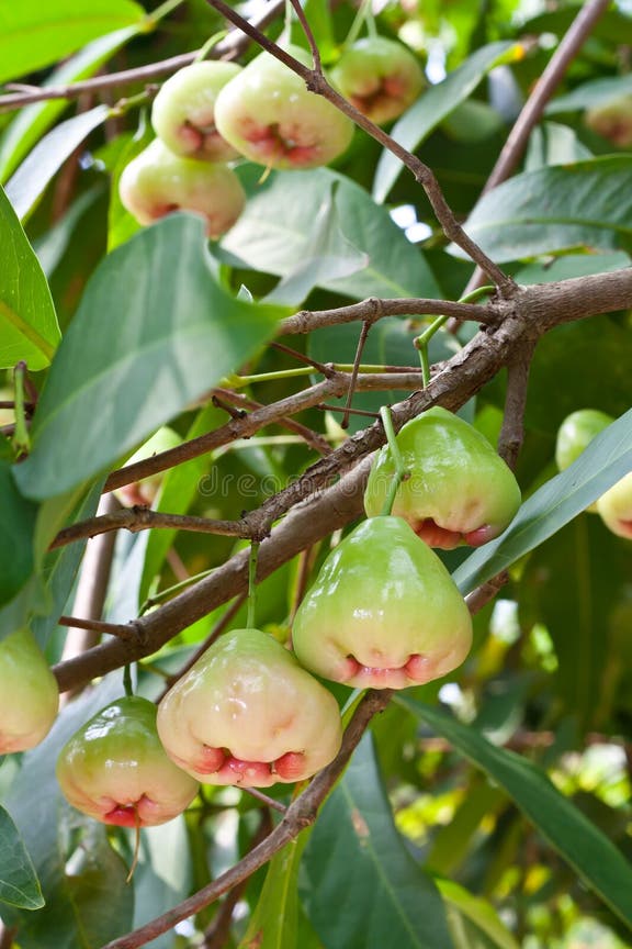 8,389 Rose Apple Tree Stock Photos - Free & Royalty-Free Stock Photos ...