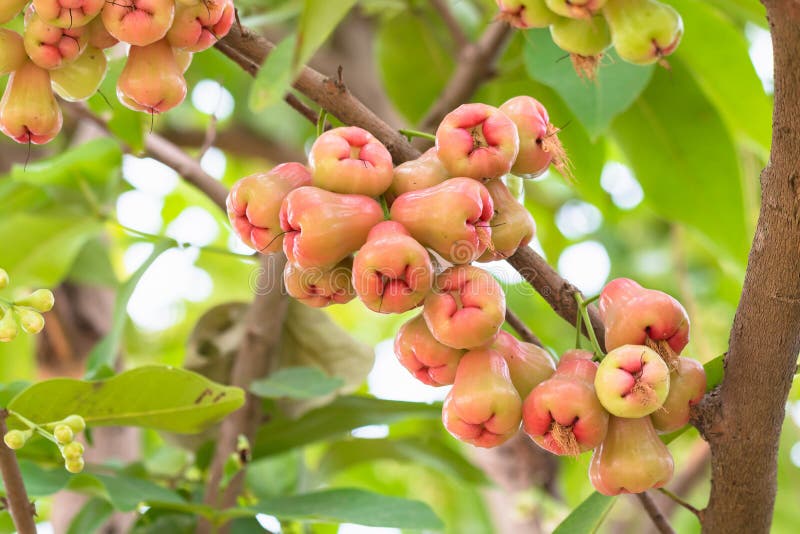 Rose apple on tree stock image. Image of fruit, color - 123964959