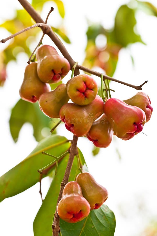 Rose Apple On Tree In Garden Stock Image - Image of fruit, fluid: 24119825