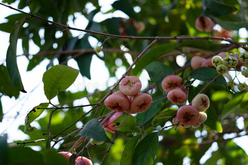 Rose Apple on Tree in the Garden Stock Photo - Image of close, splash ...