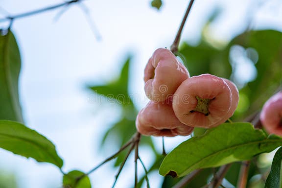 Rose Apple on Tree in the Garden Stock Image - Image of asia, rose ...