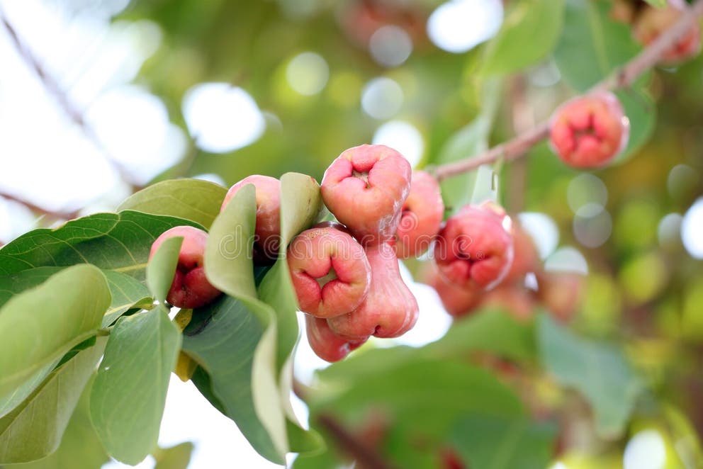 Rose apple on tree. stock photo. Image of orchard, tropical - 39689186