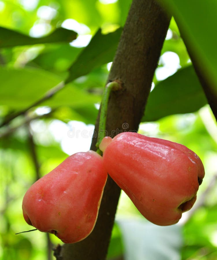 Rose apple on the tree stock image. Image of garden, nature - 42265841
