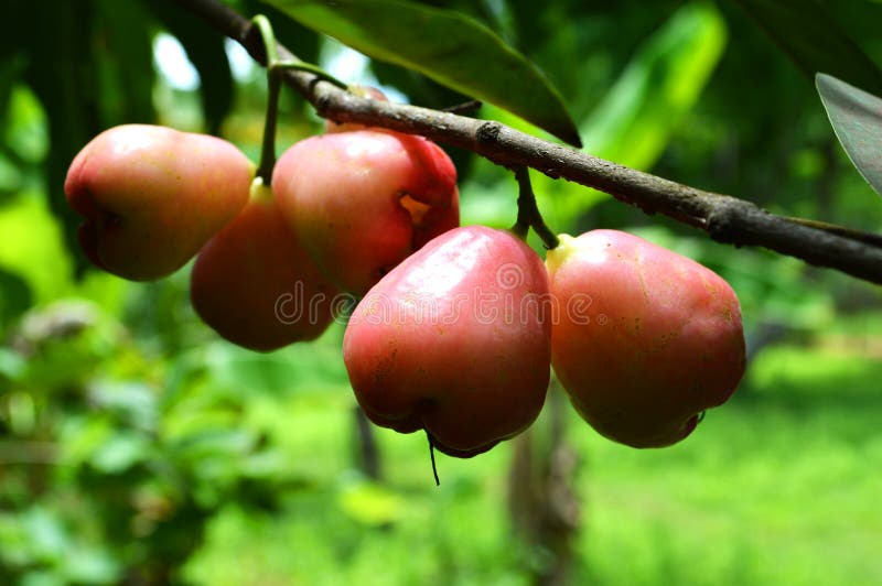 Rose apple on the tree stock image. Image of garden, nature - 42265841