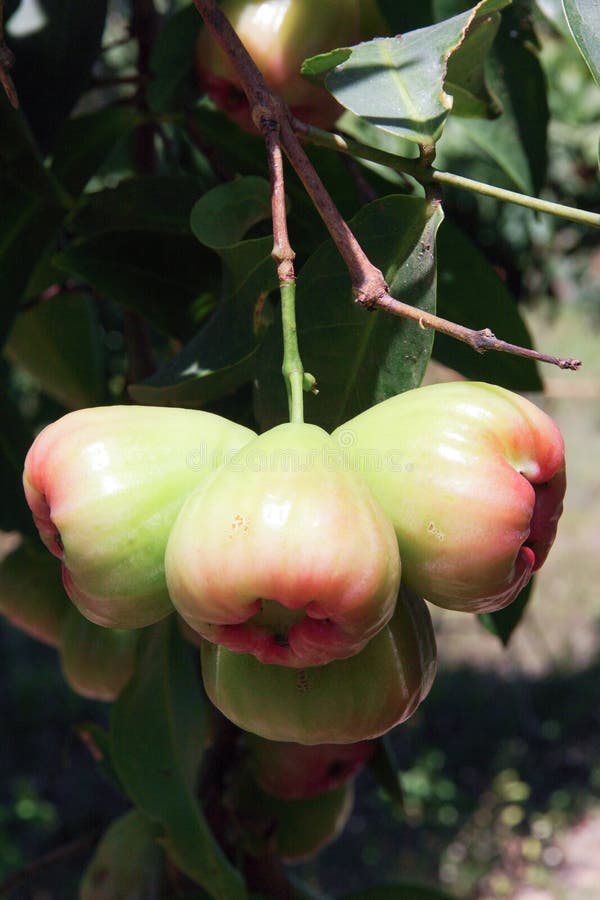 Rose apple on tree 2 stock image. Image of leaf, family - 38123061