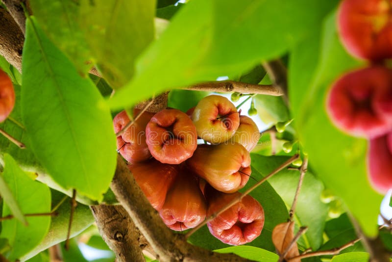 Rose Apple stock image. Image of thailand, people, tropical - 90477649