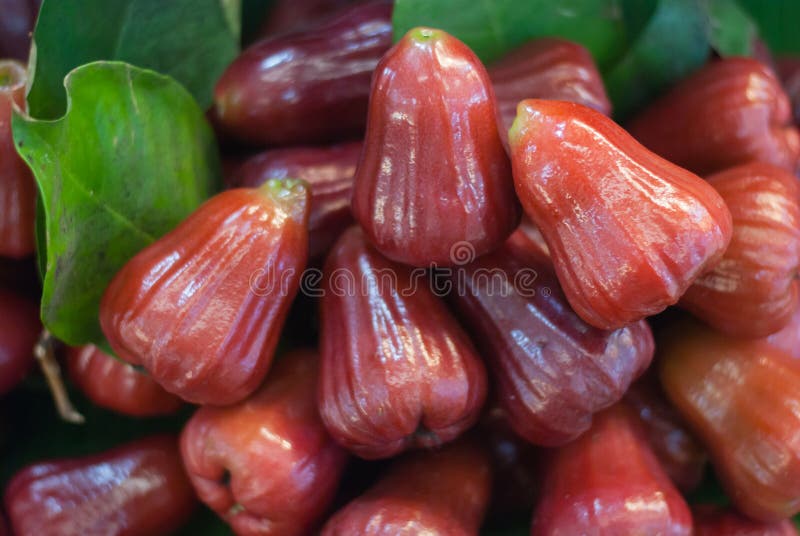 Rose apples stock image. Image of asia, culture, dieting - 37905223