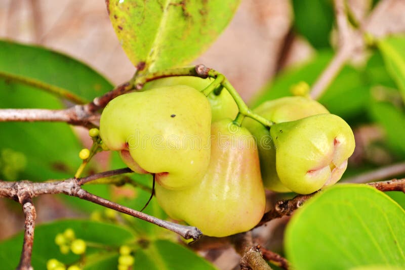 Rose Apples or Green Chomphu Stock Photo - Image of leaf, asian: 39128844
