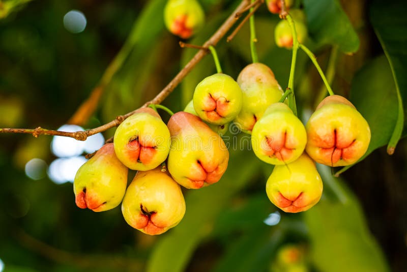 Rose apples on tree stock photo. Image of asia, green - 220291202