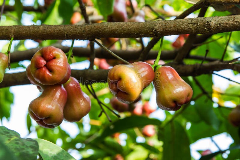 Rose apples on tree stock image. Image of color, background - 40997023