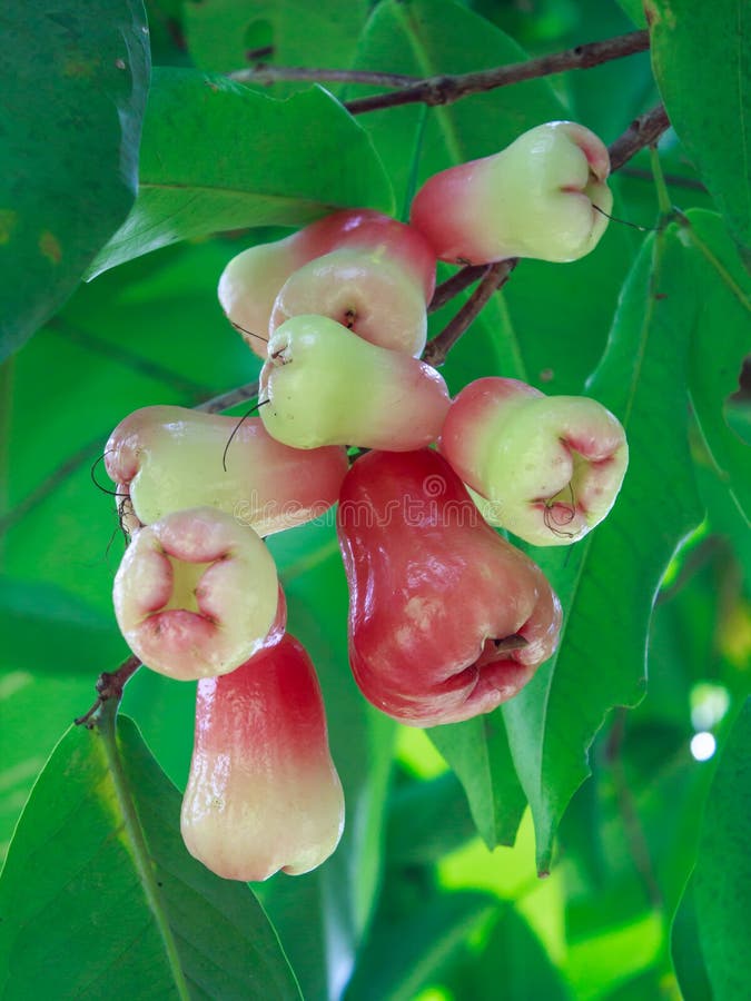 Rose Apples Fruit On Tree, Chomphu In Thailand Stock Image - Image of ...