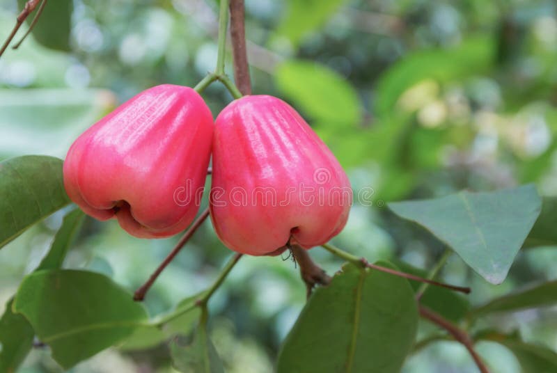 Rose Apples Fruit On Tree, Chomphu In Thailand Stock Image - Image of ...