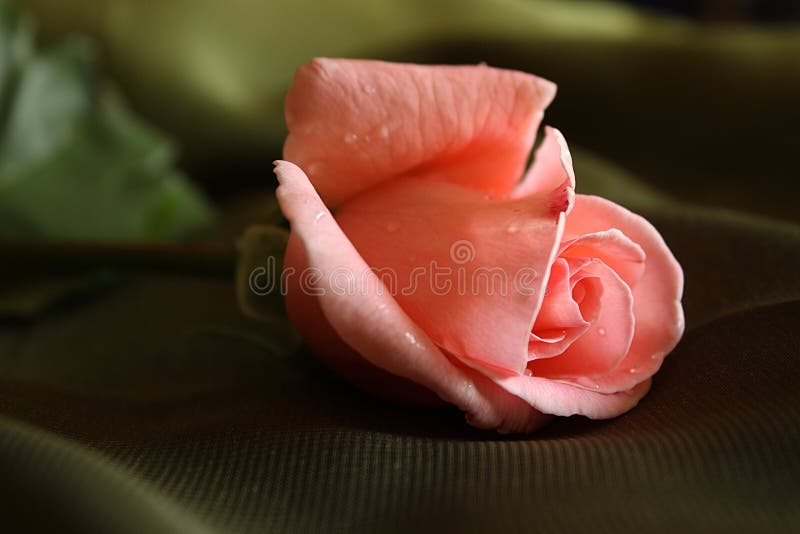 Pich Rose Stock Photos - Free & Royalty-Free Stock Photos from Dreamstime