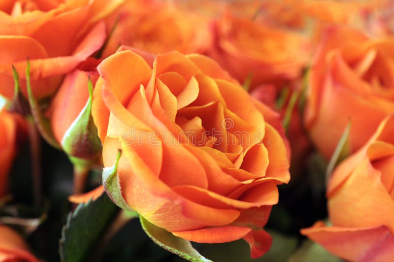 Molte Rose Arancio Nel Mazzo Immagine Stock - Immagine di fiore ...