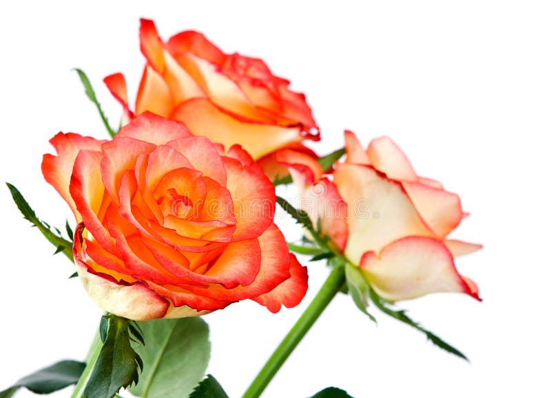 Rose arancioni fotografia stock. Immagine di pianta, fiore - 19321216