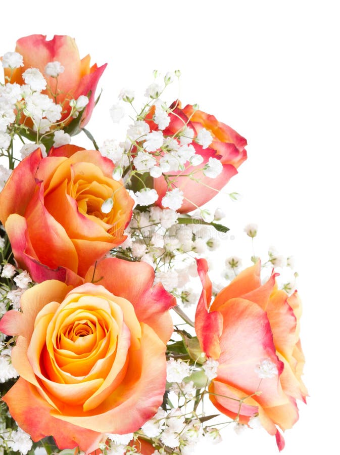 Rose Arancio Con I Fiori Bianchi Immagine Stock - Immagine di valentina ...