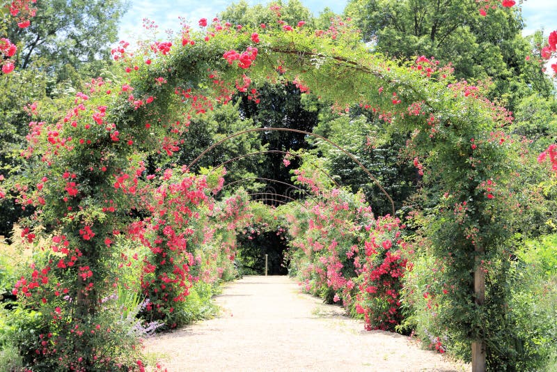 Rose Arch in the Garden stock photo. Image of colors - 18240518