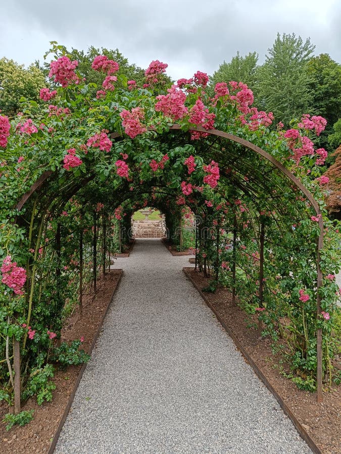 Rose archway in full bloom stock photo. Image of nature - 283369600