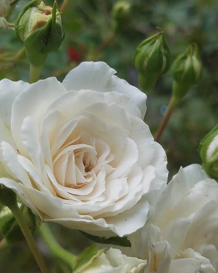 Rose army arise stock image. Image of daisis, macroflowers - 90390809