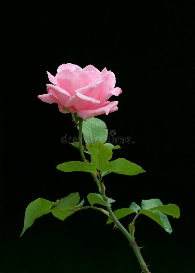 Rose Und Rauch Auf Schwarzem Hintergrund Stockbild - Bild von blume ...
