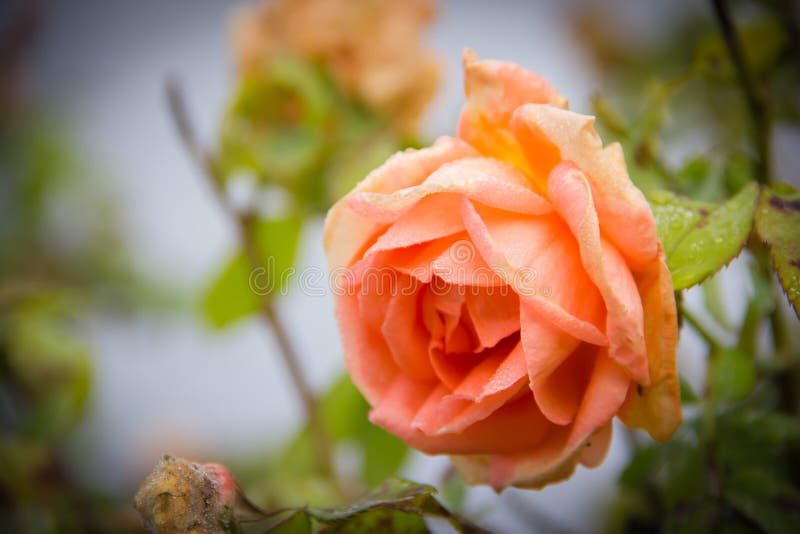 A rose in autumn stock image. Image of cork, architecture - 28108837