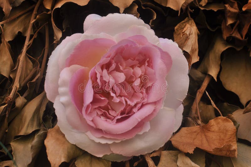 Rose in autumn leaves stock photo. Image of leaves, rose - 83795794